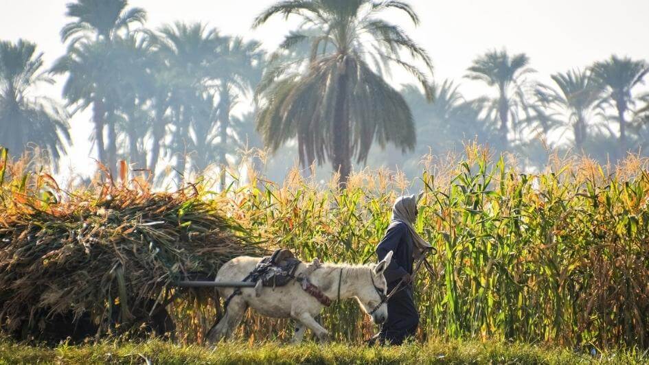 Enhancing Post-Harvest Operations with Renewable Energy to Minimize ...